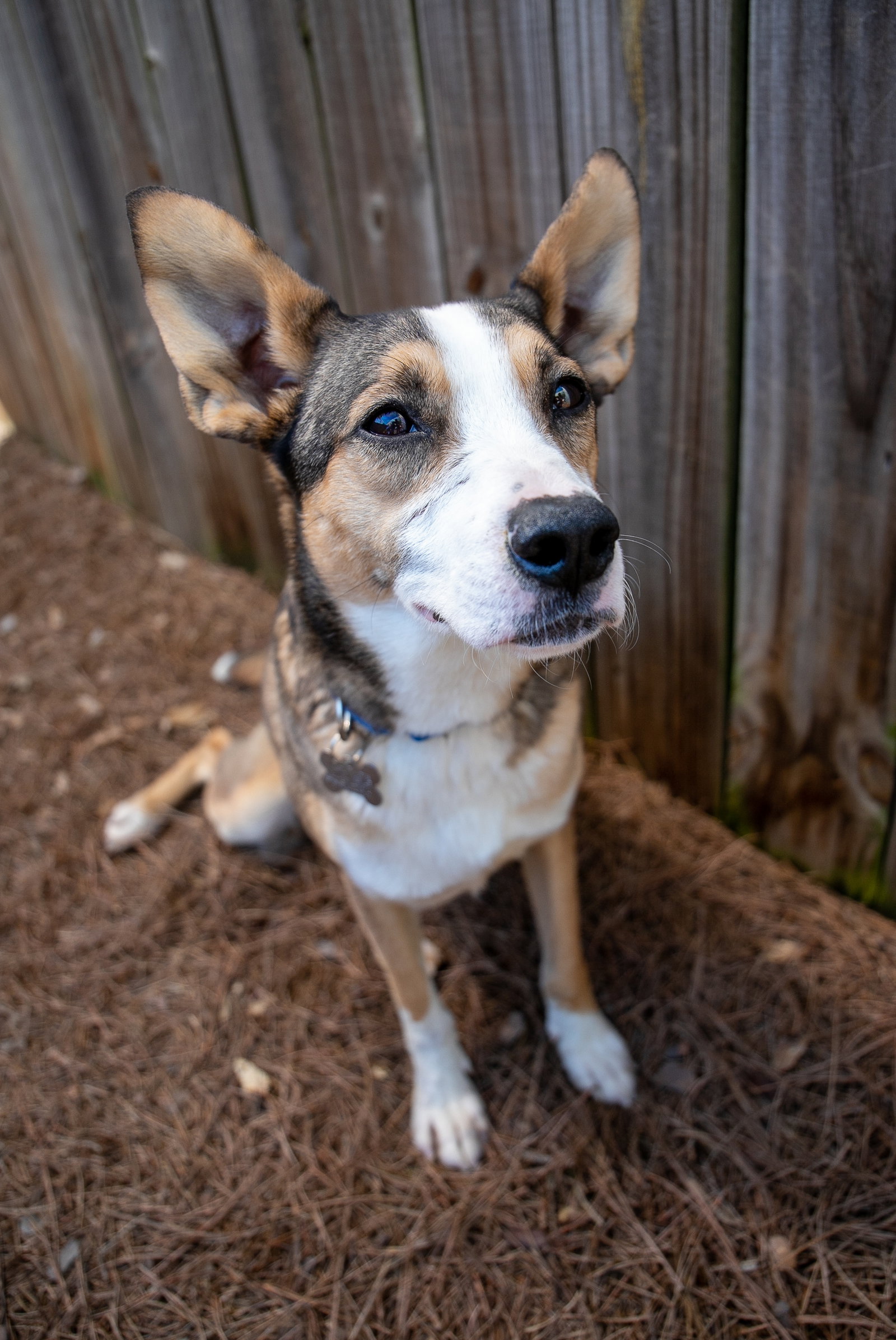 Dog for Adoption - Harris, a Hound in Temple, GA | Alpha Paw