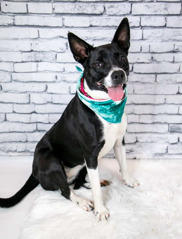 Dog for Adoption - Phyllis, a Border Collie in Atlanta, GA | Alpha Paw