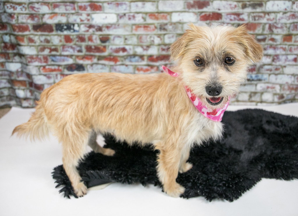 Dog for Adoption - Kaylee, a Terrier in Fulton County, GA | Alpha Paw