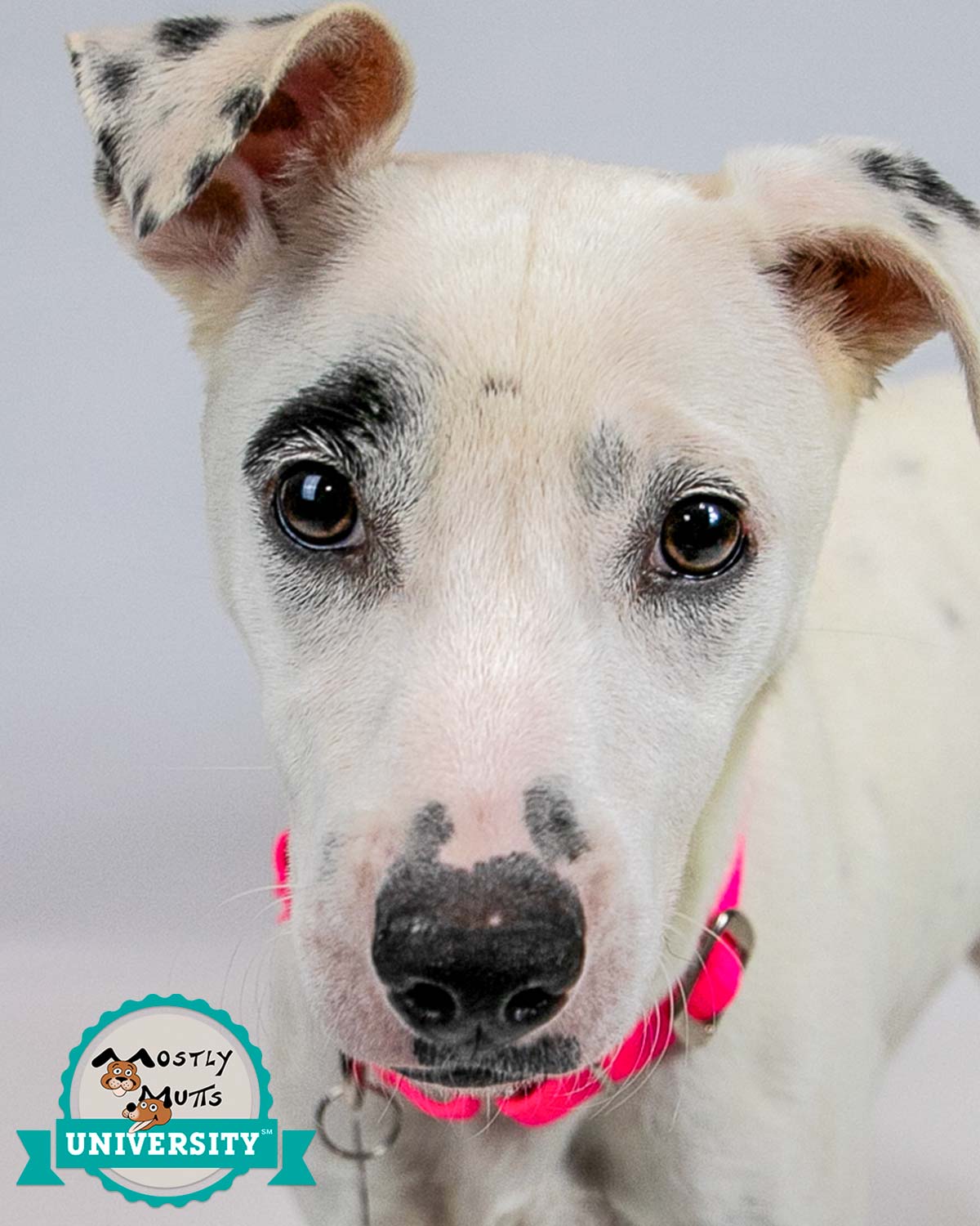 Dog for Adoption - Dottie, a Dalmatian in Villa Rica, GA | Alpha Paw