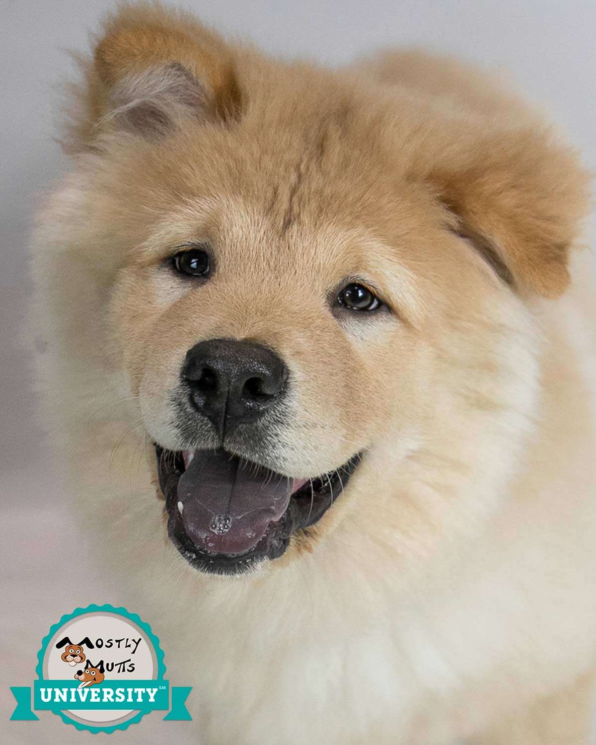Dog for Adoption - Dash, a Chow Chow in Duluth, GA | Alpha Paw