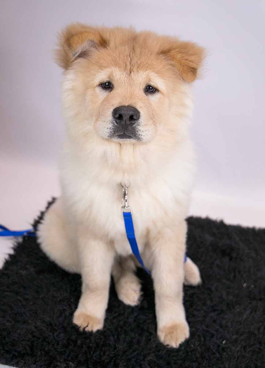 Dog for Adoption - Dash, a Chow Chow in Gwinnett County, GA | Alpha Paw