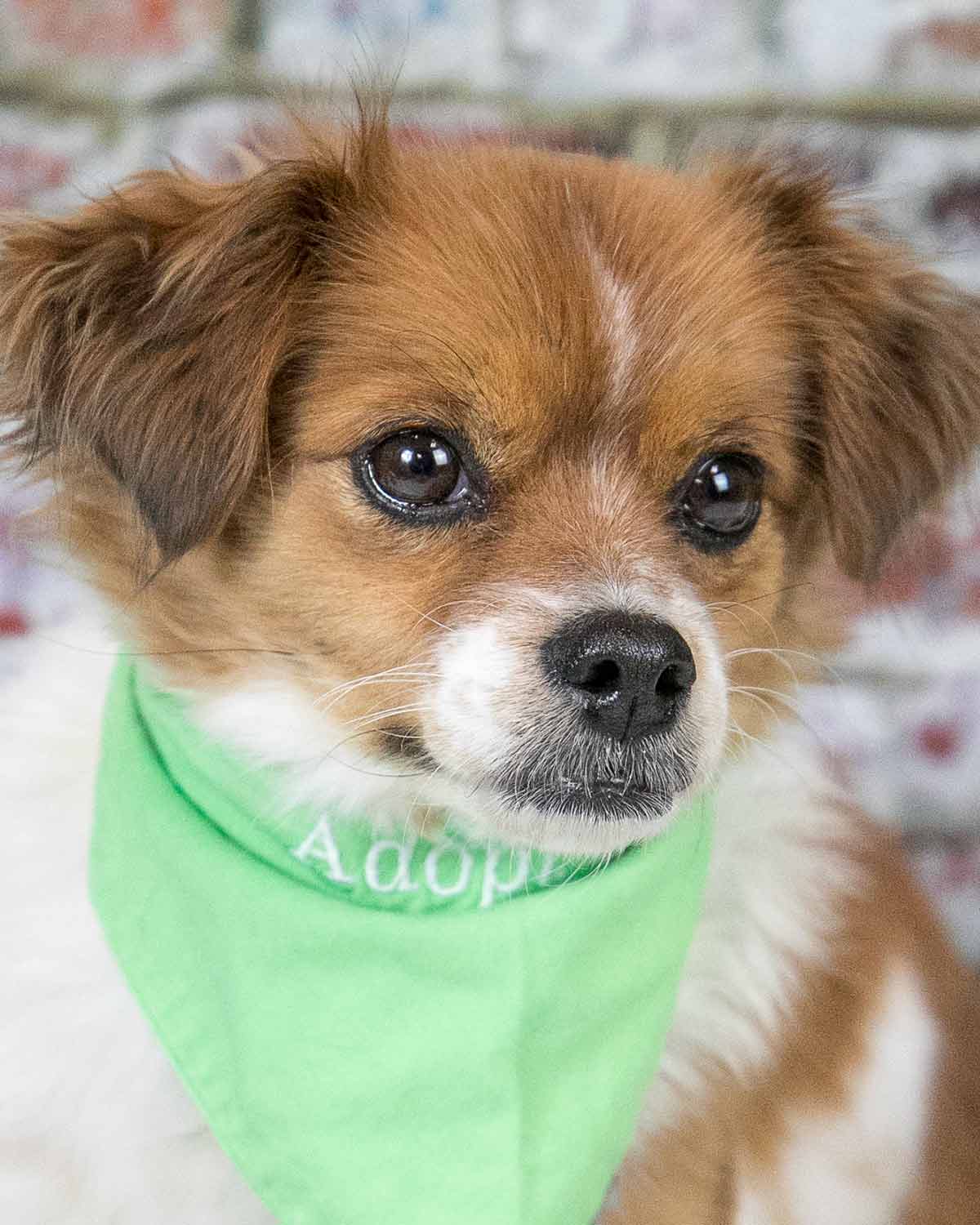 Dog for Adoption - Georgina, a Pomeranian in Kennesaw, GA | Alpha Paw