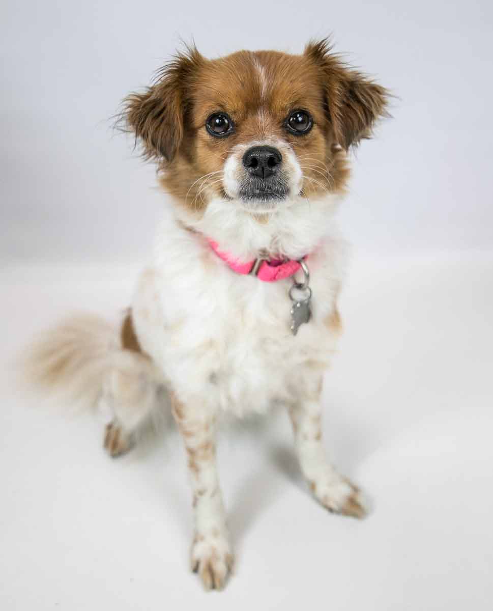 Dog for Adoption - Georgina, a Pomeranian in Kennesaw, GA | Alpha Paw