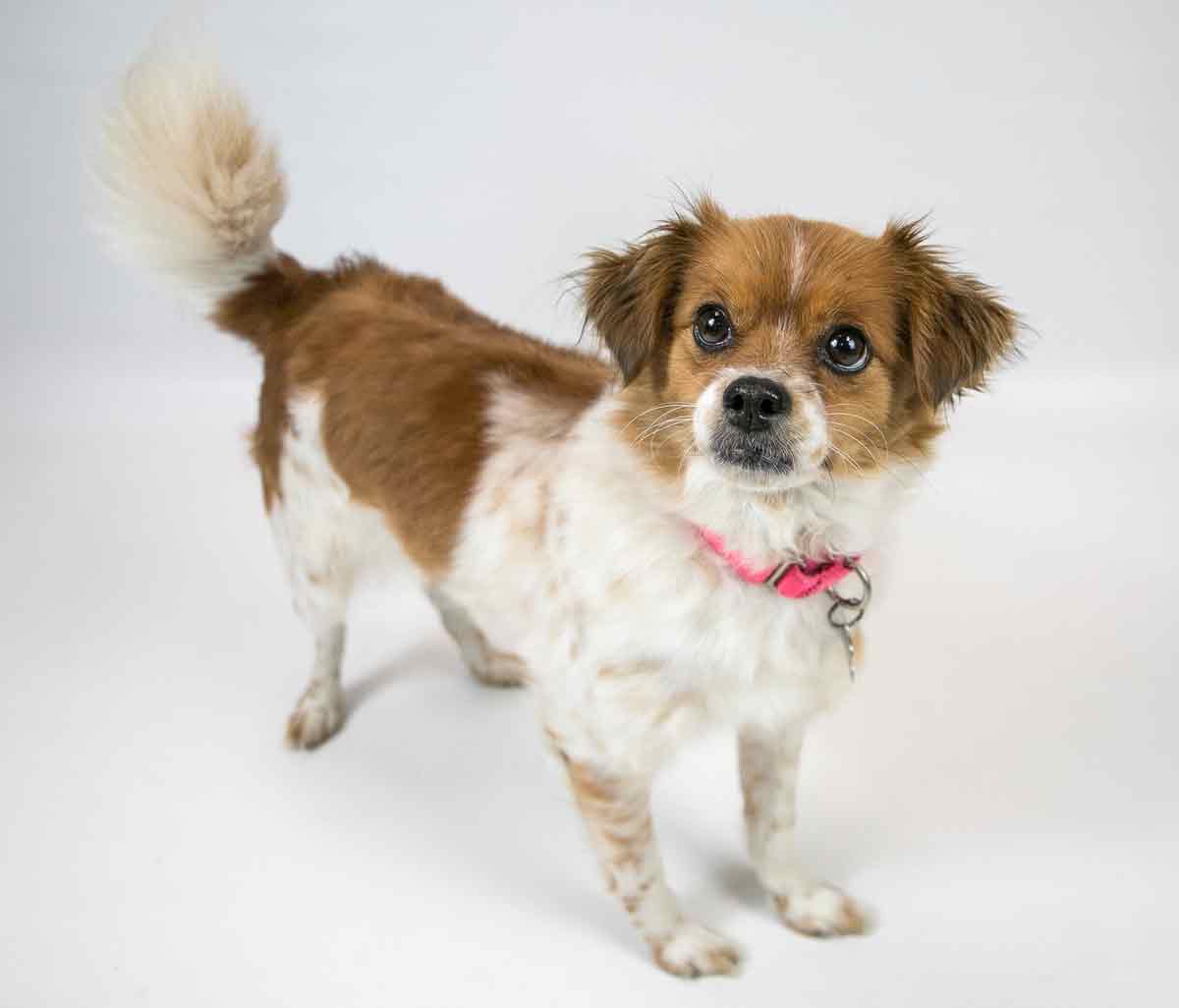 Dog for Adoption - Georgina, a Pomeranian in Kennesaw, GA | Alpha Paw