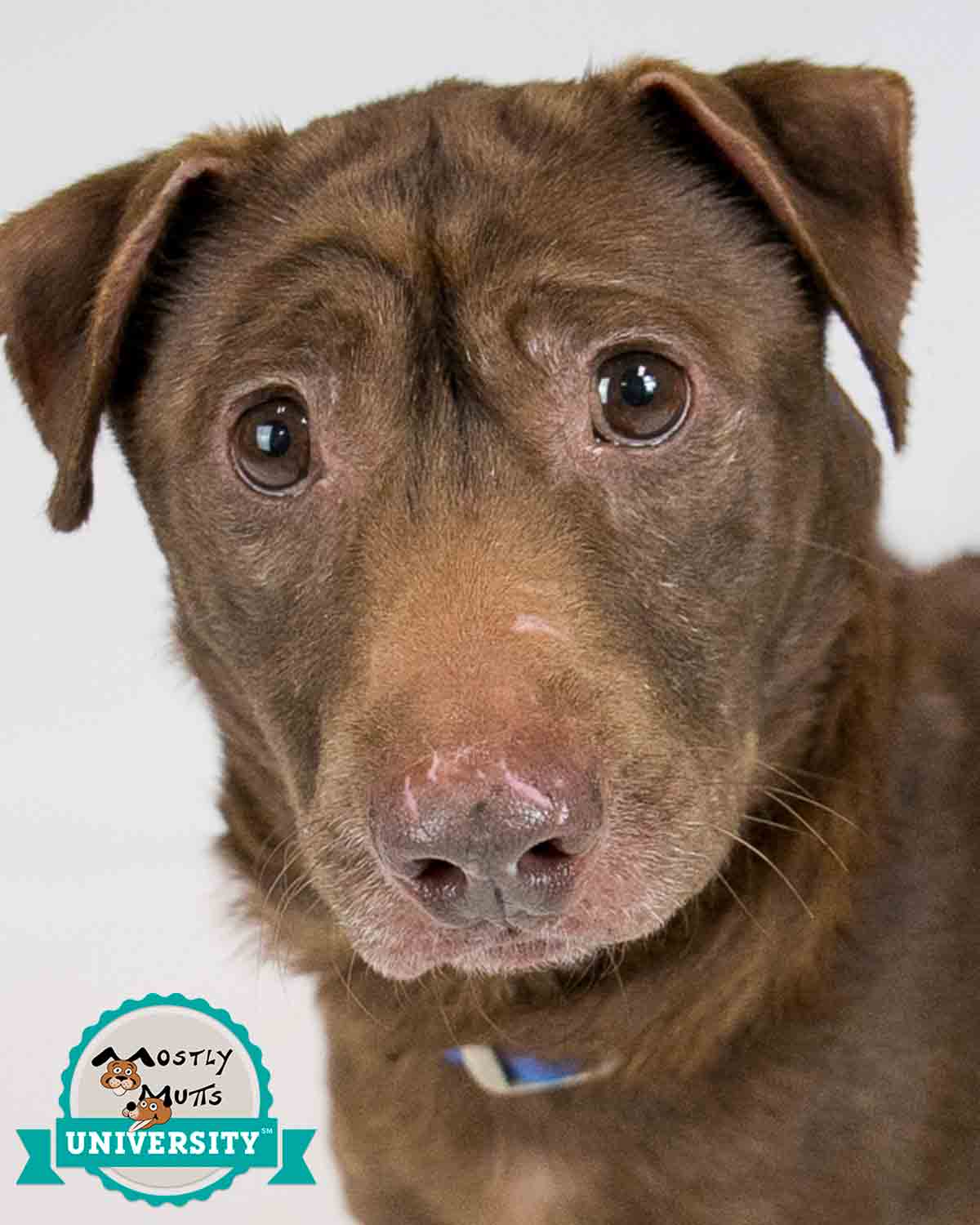 Dog for Adoption - Xander fka Alexander, a Labrador Retriever in Gordon ...