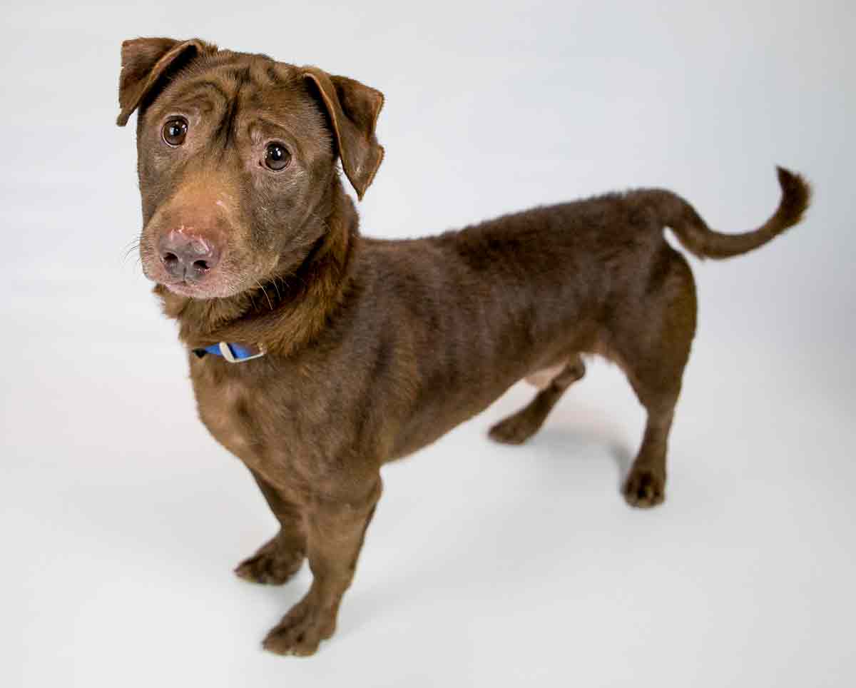 Dog for Adoption - Xander fka Alexander, a Labrador Retriever in Coweta ...