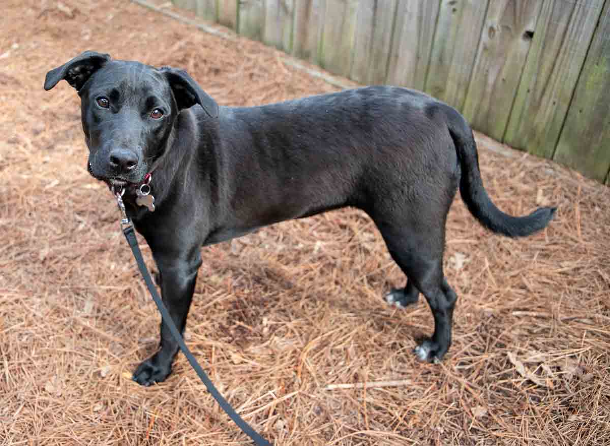 Dog for Adoption - Lainey, a Labrador Retriever in Vinings, GA | Alpha Paw