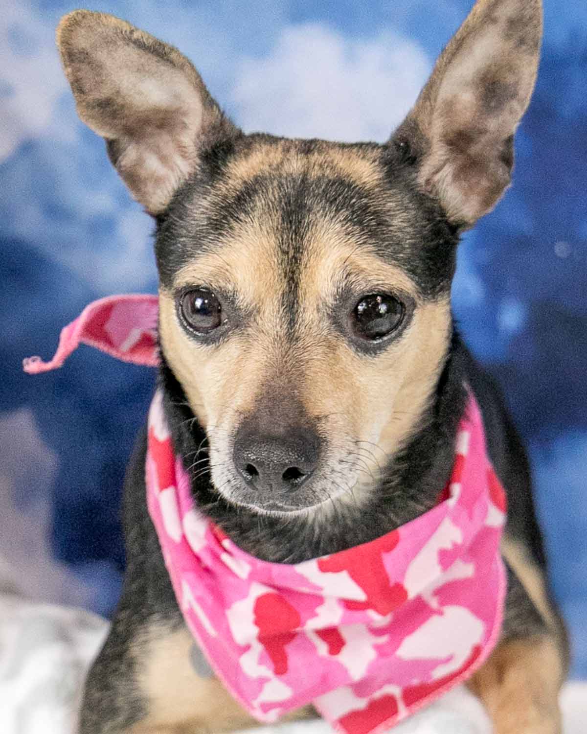 Dog for Adoption - Dream, a Chihuahua in Kennesaw, GA | Alpha Paw