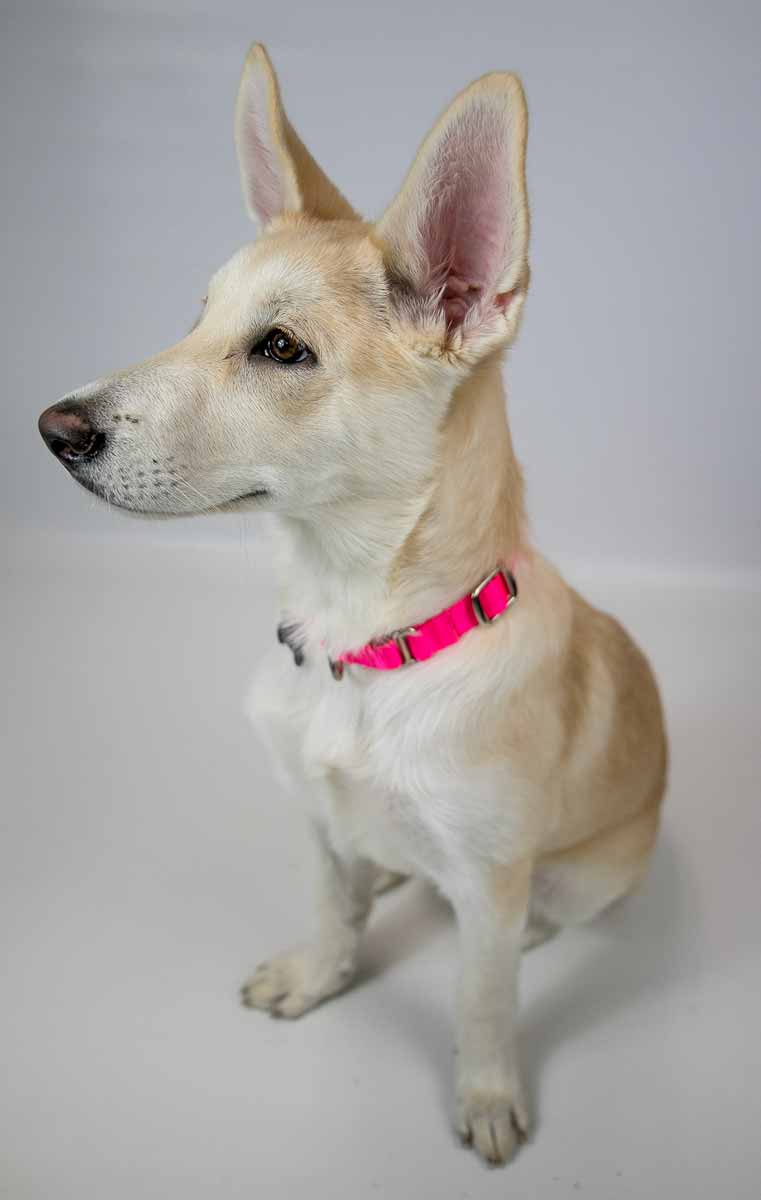 Dog for Adoption - Gabriella, a Shepherd in Forest Park, GA | Alpha Paw