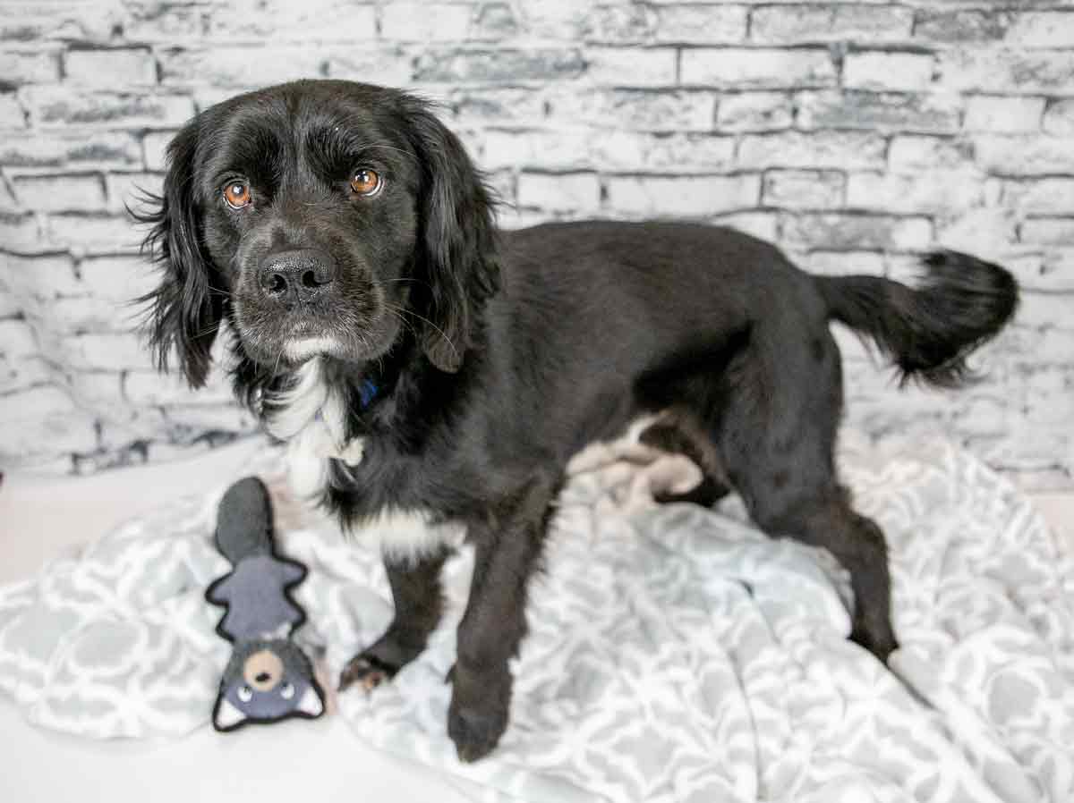 Dog for Adoption - Milton, a Spaniel in Villa Rica, GA | Alpha Paw