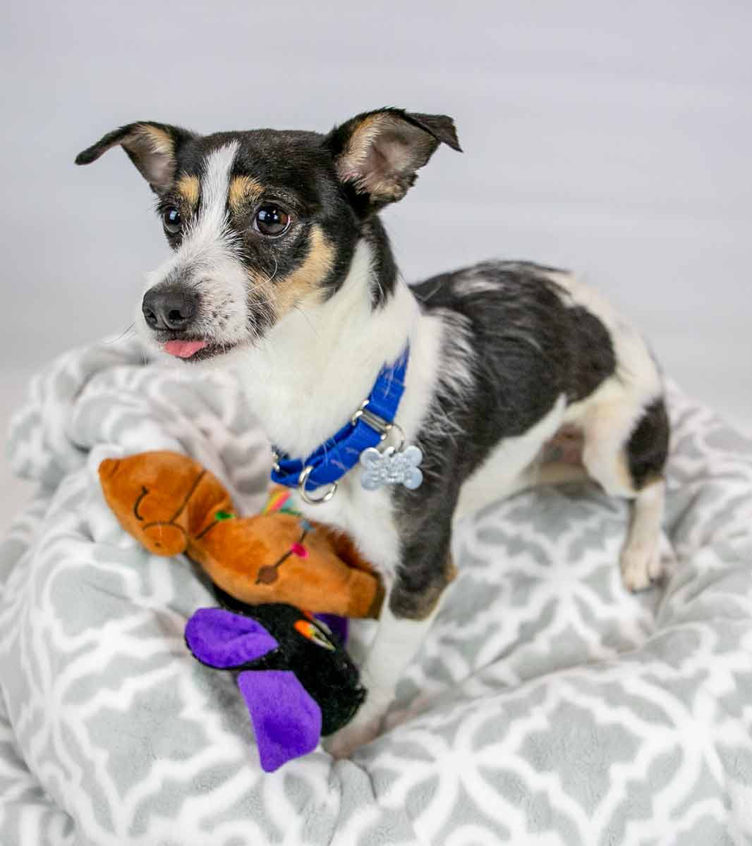 Dog for Adoption - Derek, a Terrier in Clayton County, GA | Alpha Paw