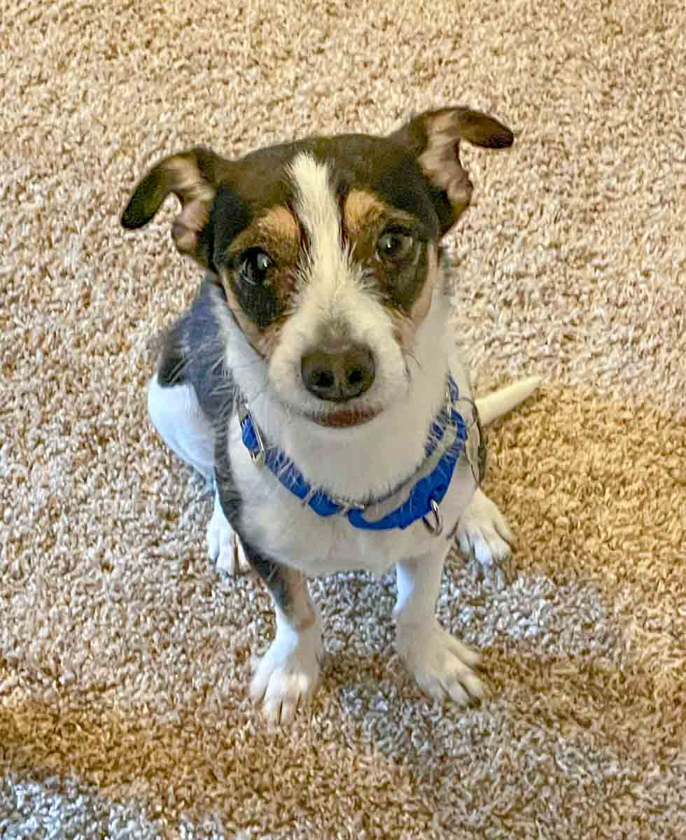 Dog for Adoption - Derek, a Terrier in Clayton County, GA | Alpha Paw