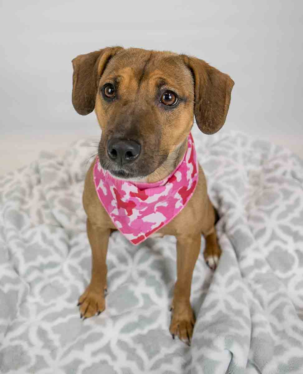 Dog for Adoption - Mattie, a Terrier in Dahlonega, GA | Alpha Paw