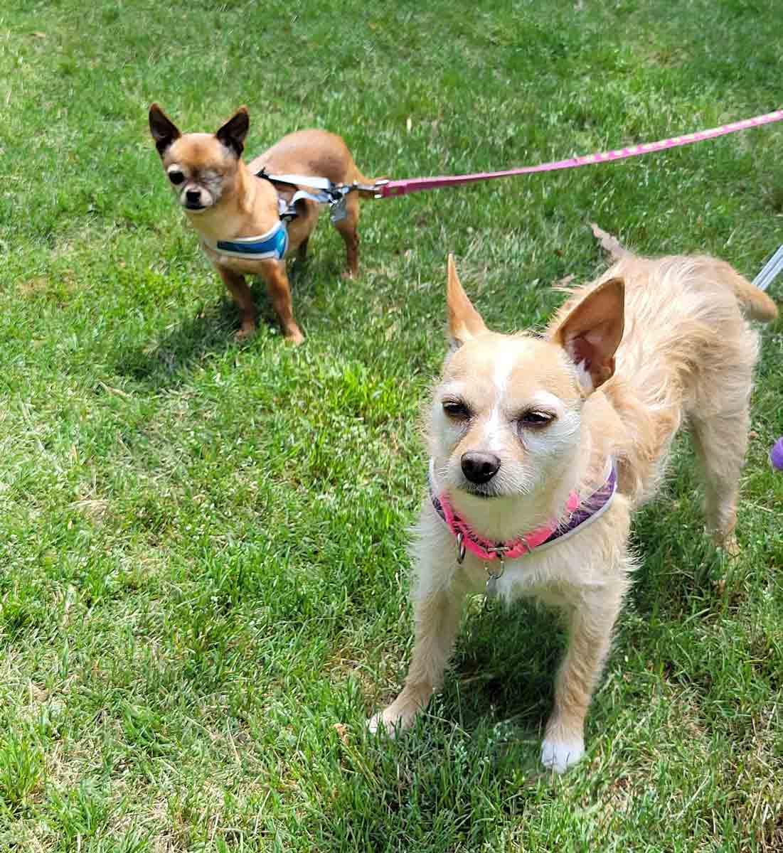 Dog for Adoption - Dolly & Fanny, a Chihuahua in Kennesaw, GA | Alpha Paw