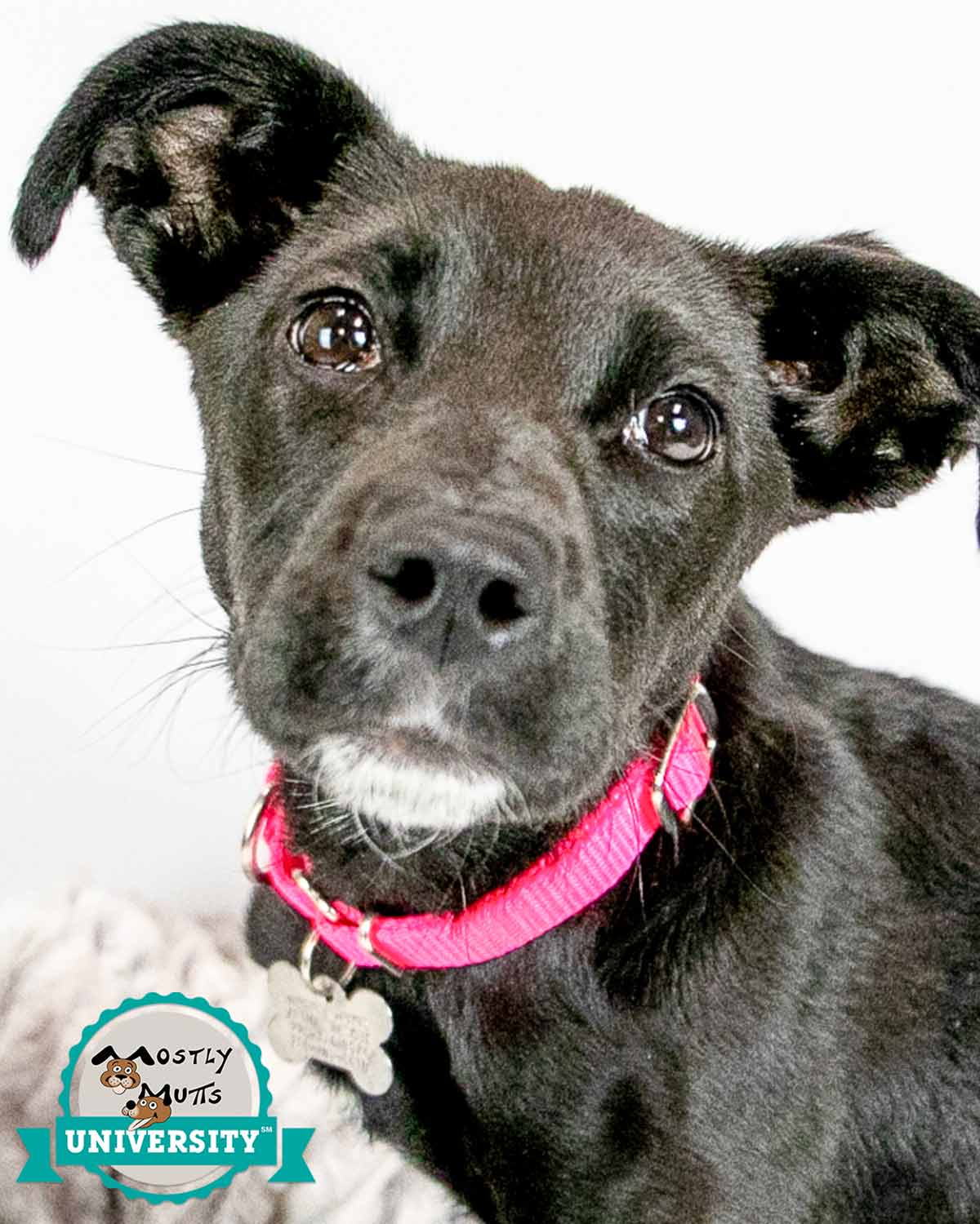 Dog for Adoption - Daniela, a Labrador Retriever in Atlanta, GA | Alpha Paw