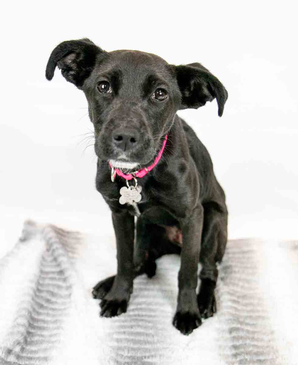 Dog for Adoption - Daniela, a Labrador Retriever in Atlanta, GA | Alpha Paw