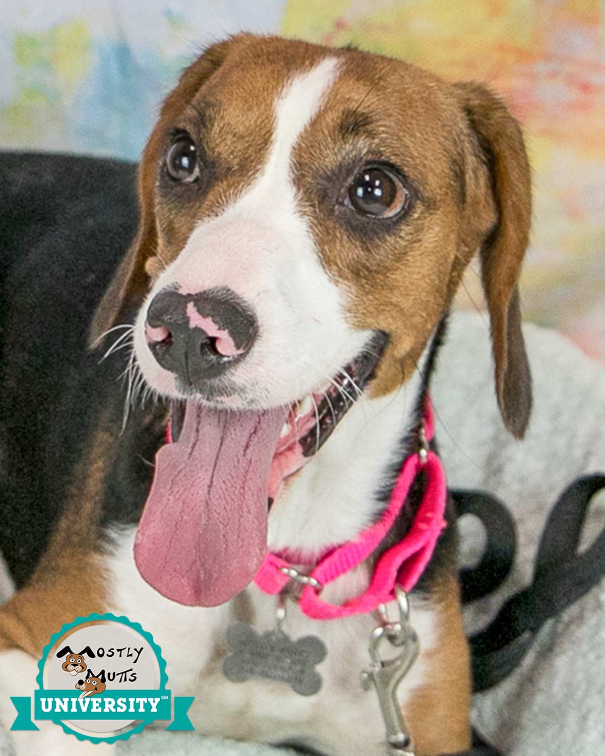 Dog for Adoption - Tabitha, a Beagle in Cartersville, GA | Alpha Paw