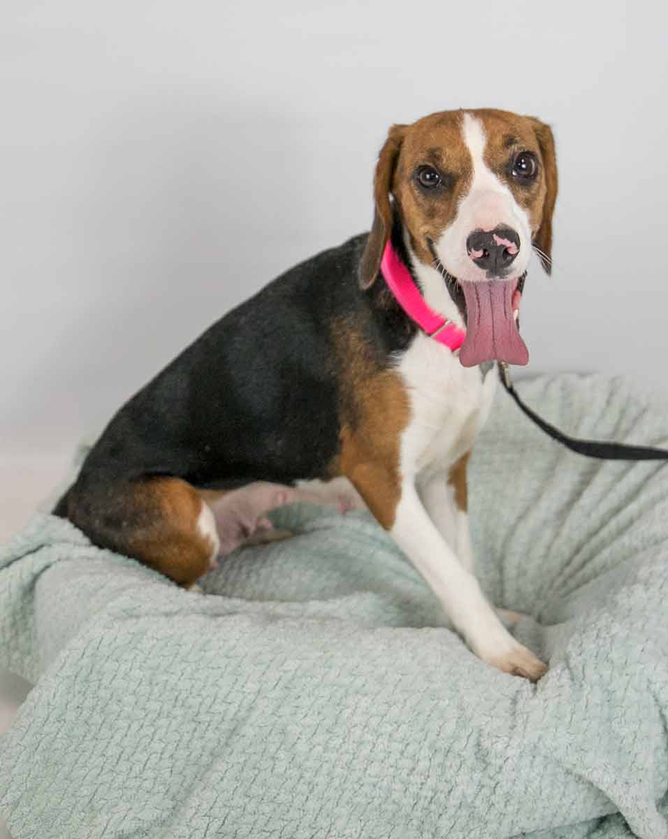 Dog for Adoption - Tabitha, a Beagle in Cartersville, GA | Alpha Paw