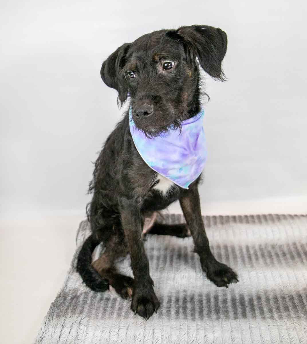 Dog for Adoption - Kristin, a Labrador Retriever in Marietta, GA ...