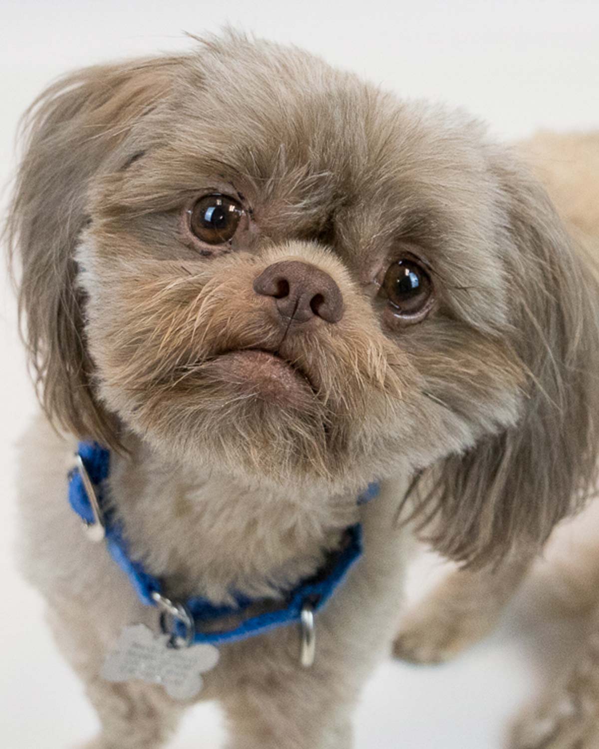Dog adoption in Kennesaw, GA 30144: Shih Tzu Dog "Leonard"