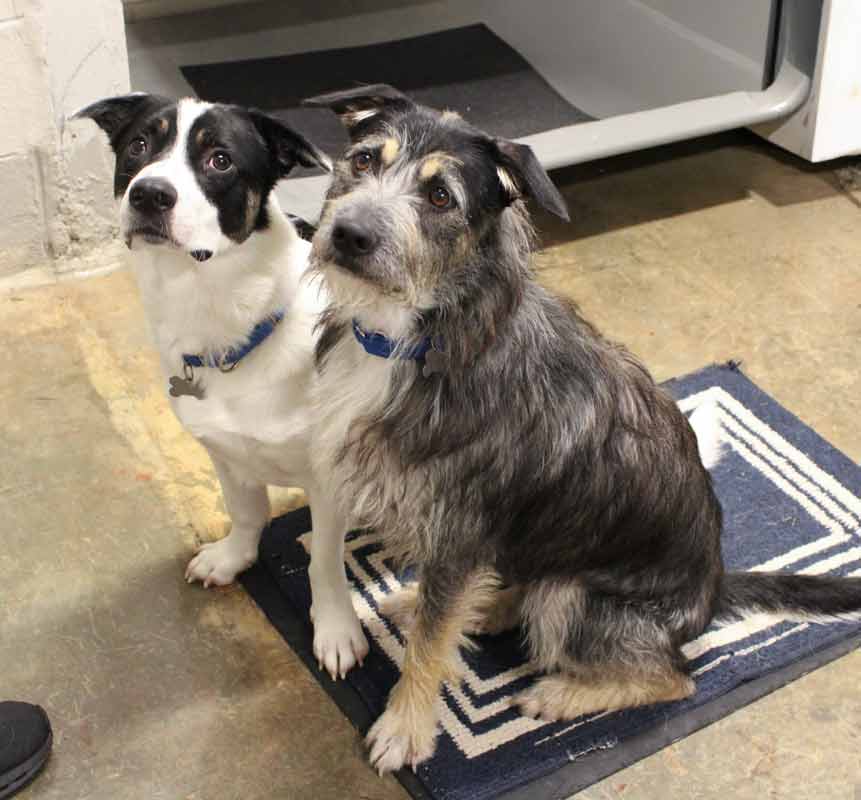 Dog for Adoption - Austin & Dylan, a Border Collie in Sandy Springs, GA ...