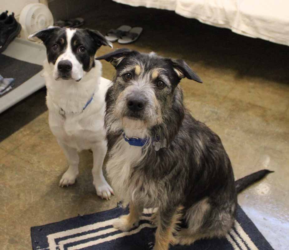 Dog for Adoption - Austin & Dylan, a Border Collie in Vinings, GA ...