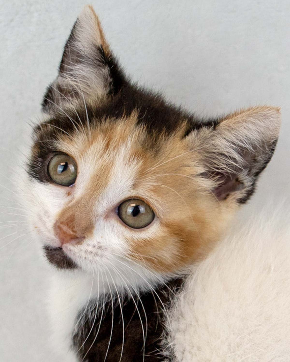Cats for Adoption in Atlanta, Georgia | Alpha Paw