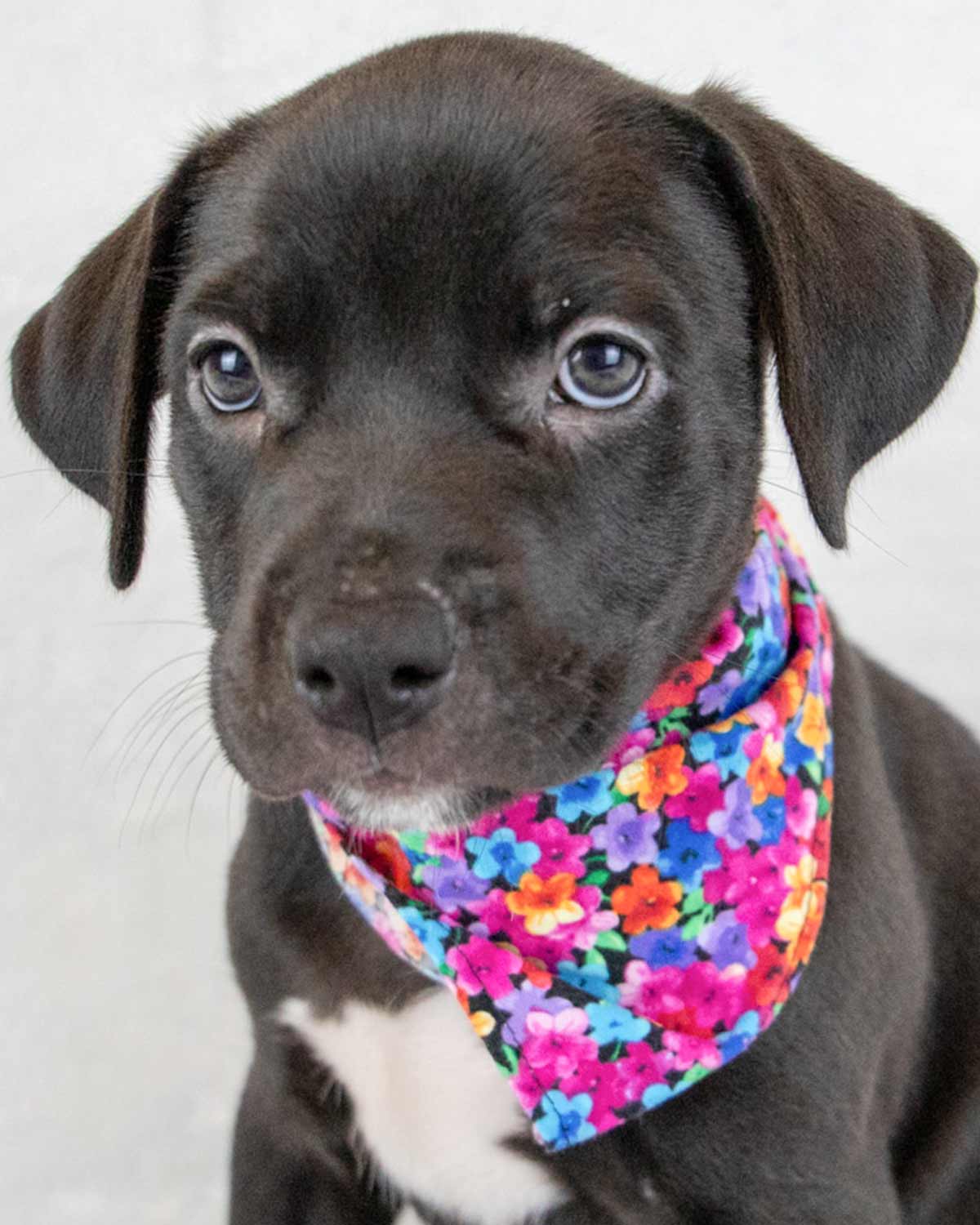 Dog for Adoption - Brisket, a Hound in Grayson, GA | Alpha Paw