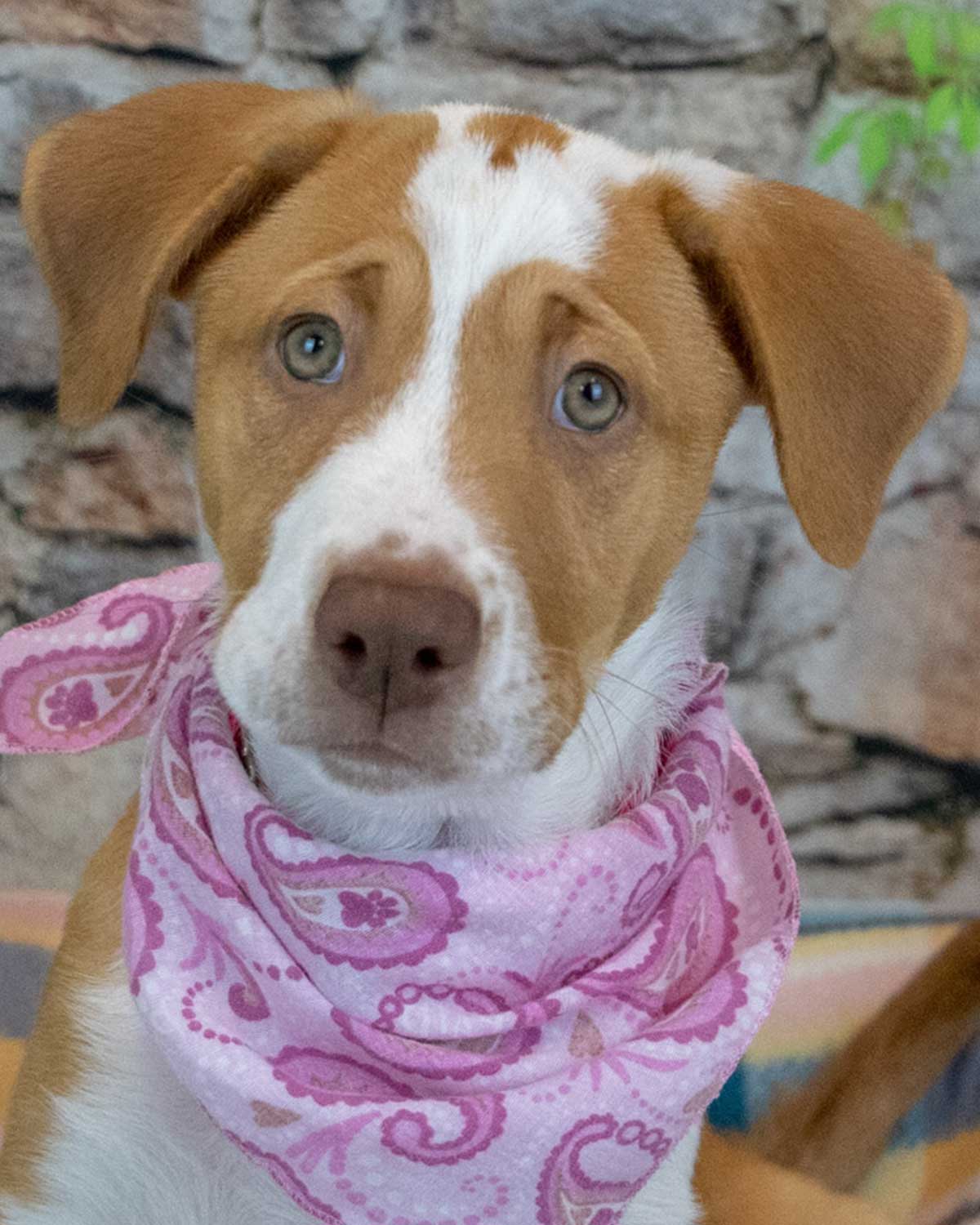 Dog for Adoption - Reba, a Hound in Alpharetta, GA | Alpha Paw