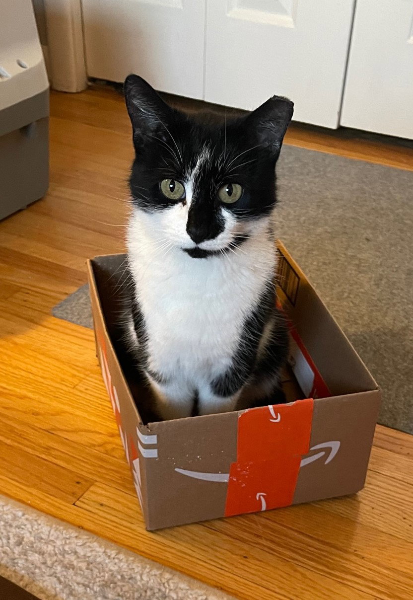 Cats for Adoption in Orleans County, New York | Alpha Paw