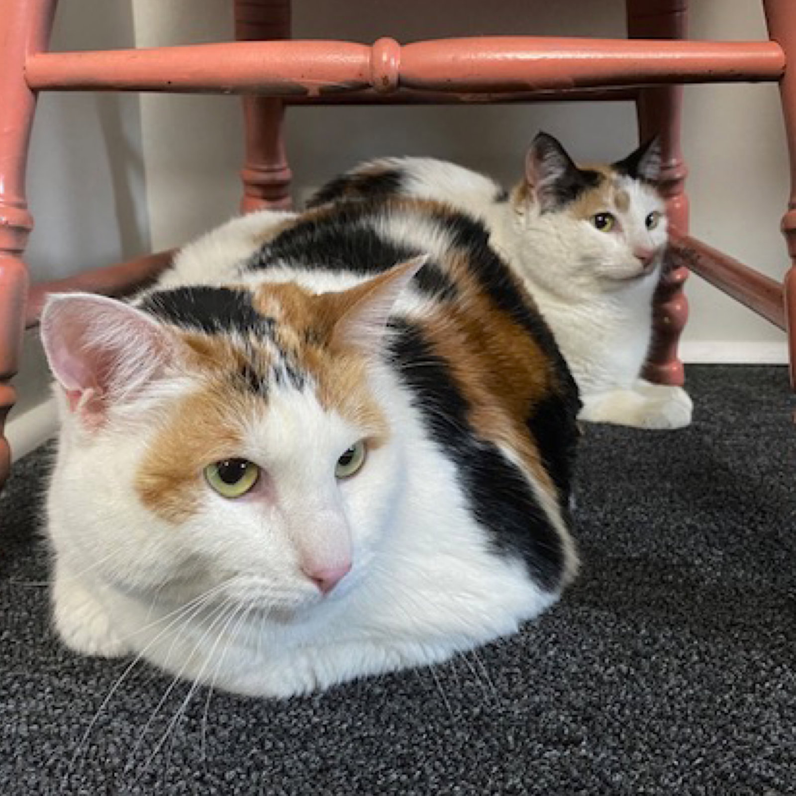 Cats for Adoption in South Lockport, New York | Alpha Paw