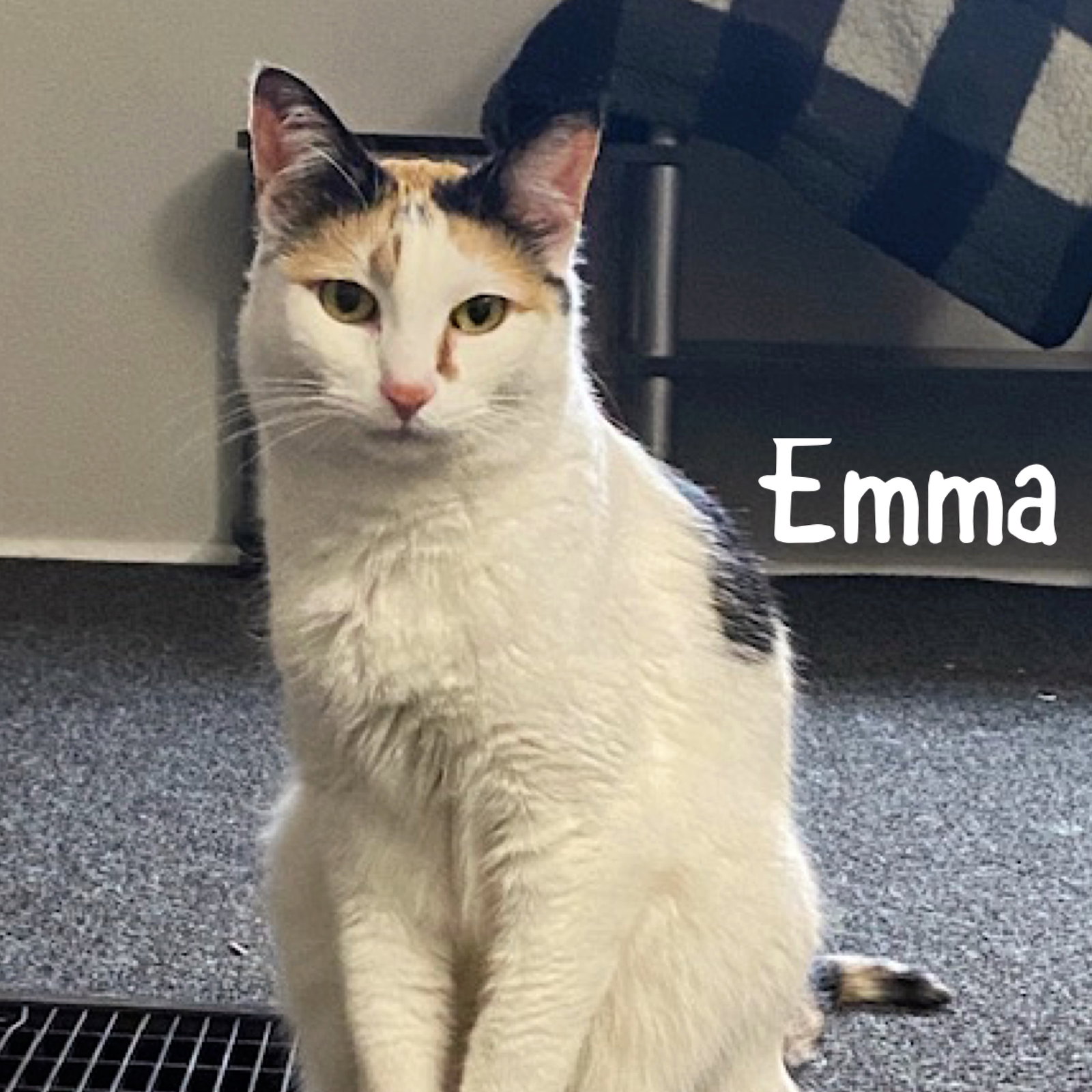 Cats for Adoption in South Lockport, New York | Alpha Paw