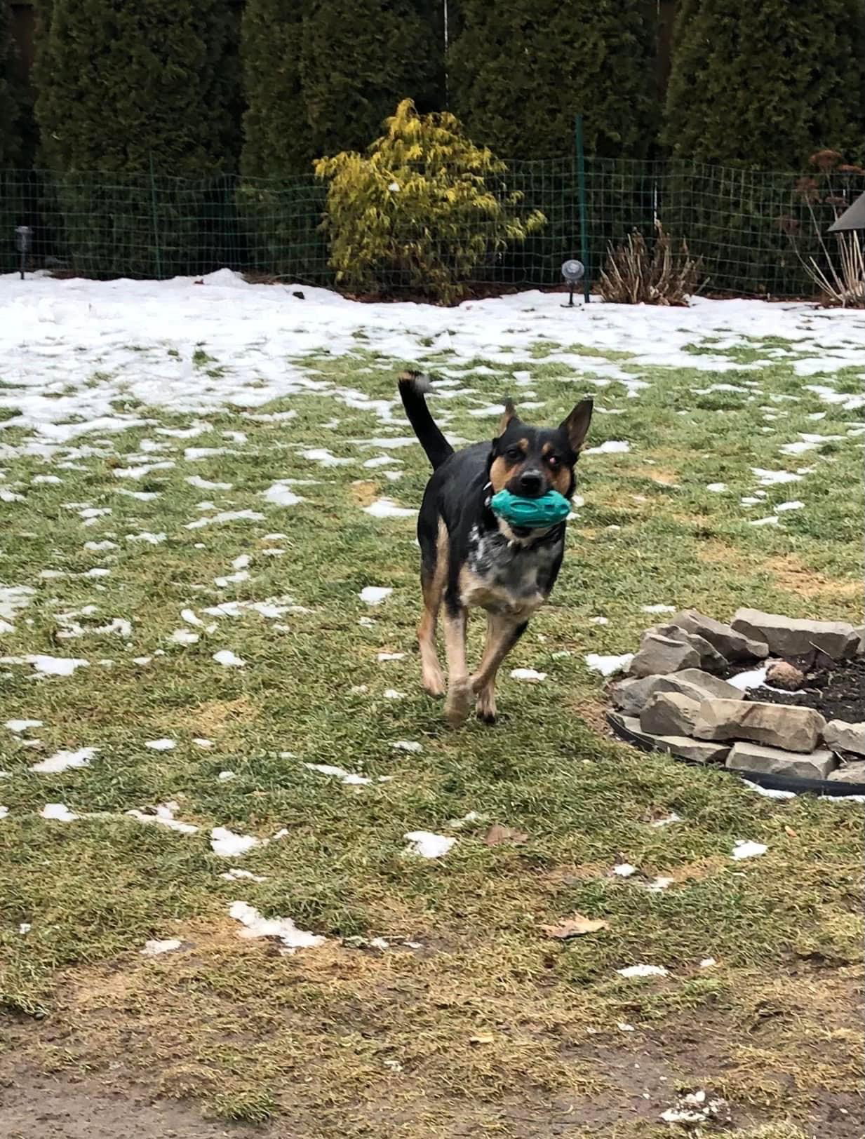 Dog for Adoption - Roger, a Cattle Dog in Canandaigua, NY | Alpha Paw