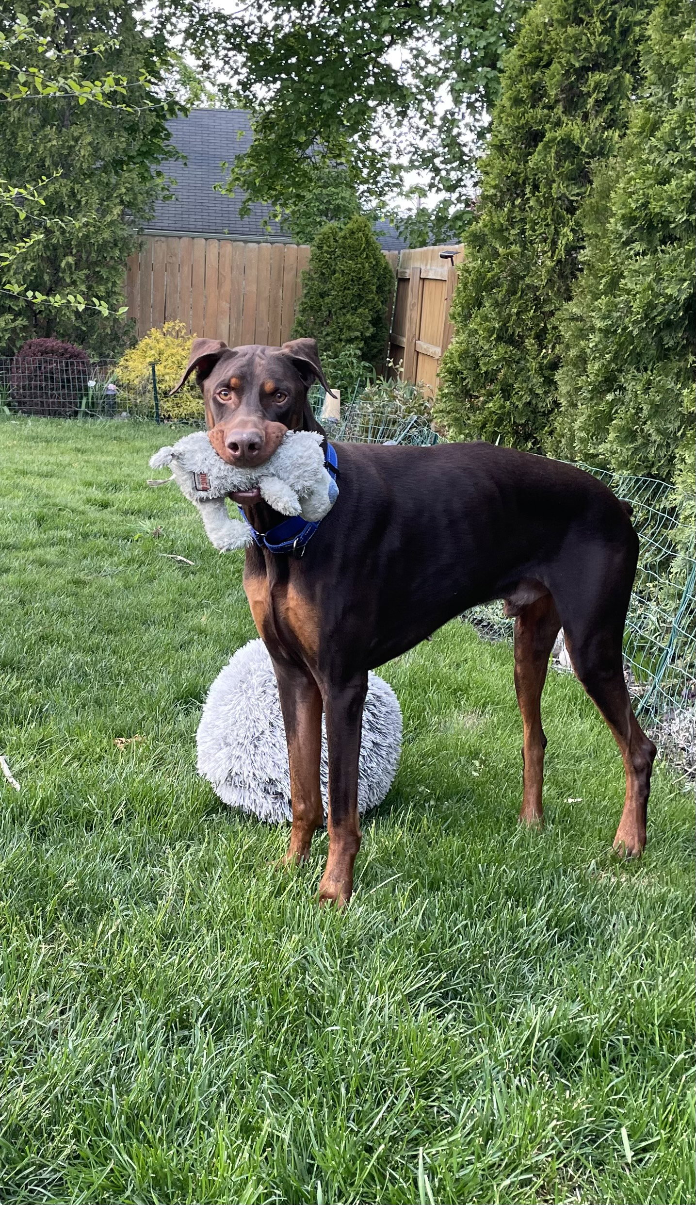 Dog for Adoption - Fritz, a Doberman Pinscher in Manchester, NY | Alpha Paw