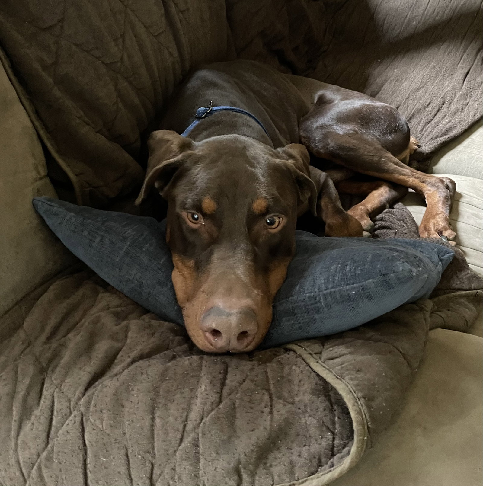 Dog for Adoption - Fritz, a Doberman Pinscher in Manchester, NY | Alpha Paw
