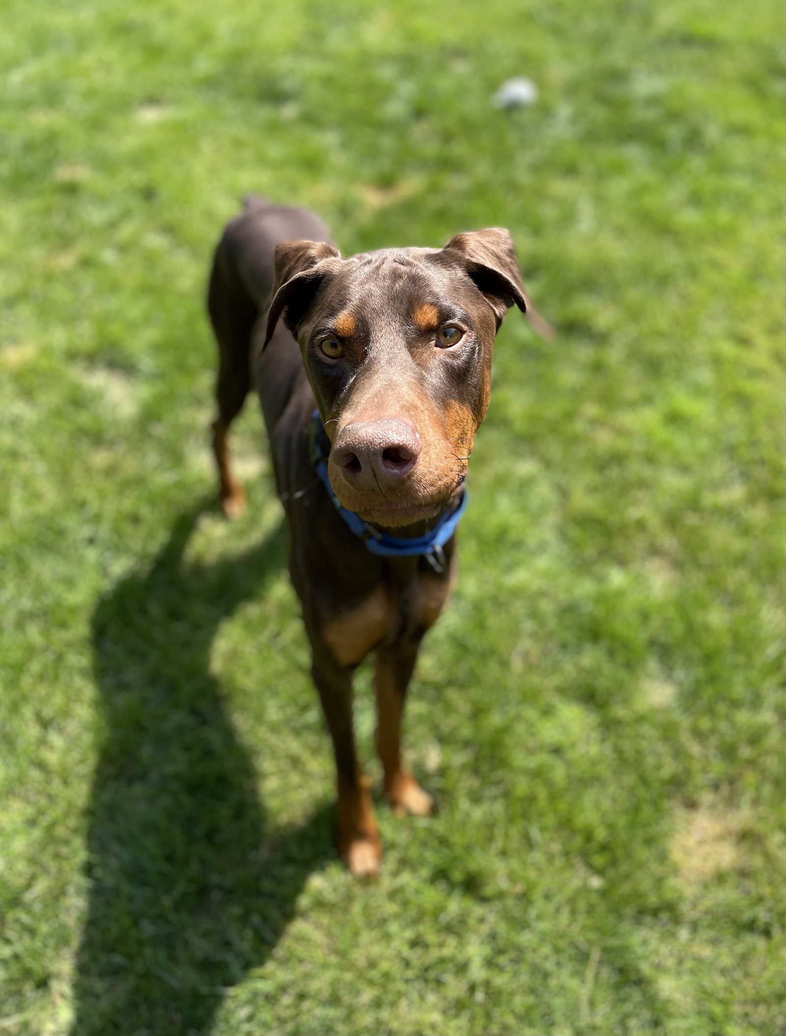 Dog for Adoption - Fritz, a Doberman Pinscher in Manchester, NY | Alpha Paw