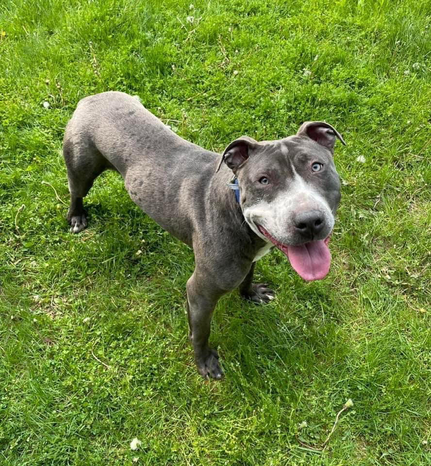 Dog for Adoption - Hal, a Pit Bull Terrier in Avon, NY | Alpha Paw