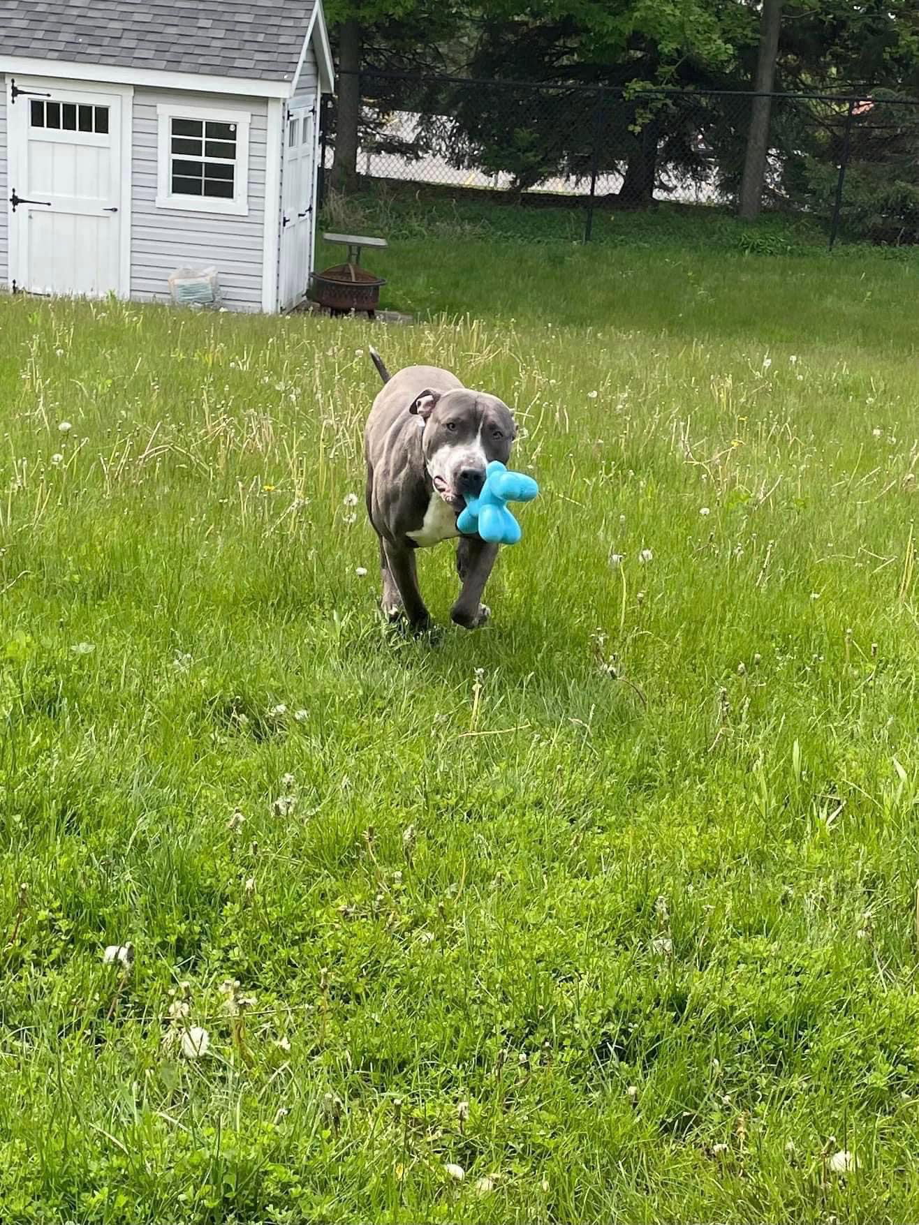 Dog for Adoption - Hal, a Pit Bull Terrier in Avon, NY | Alpha Paw