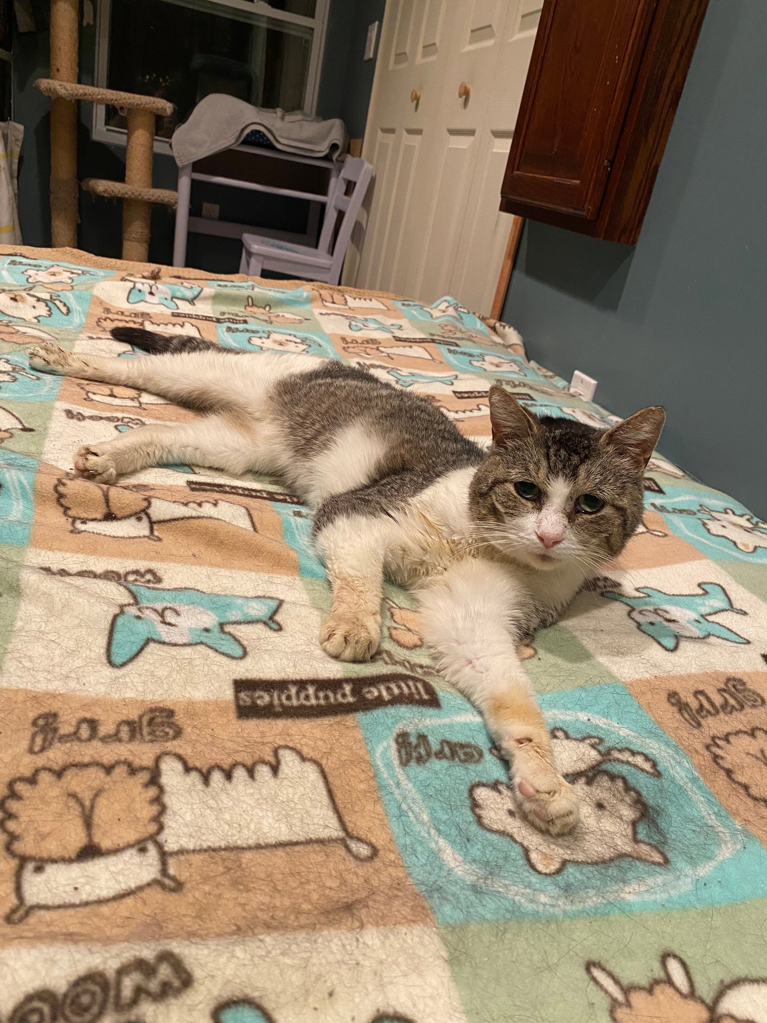 Cat adoption in Rochester, NY 14626: Domestic Short Hair (short coat ...