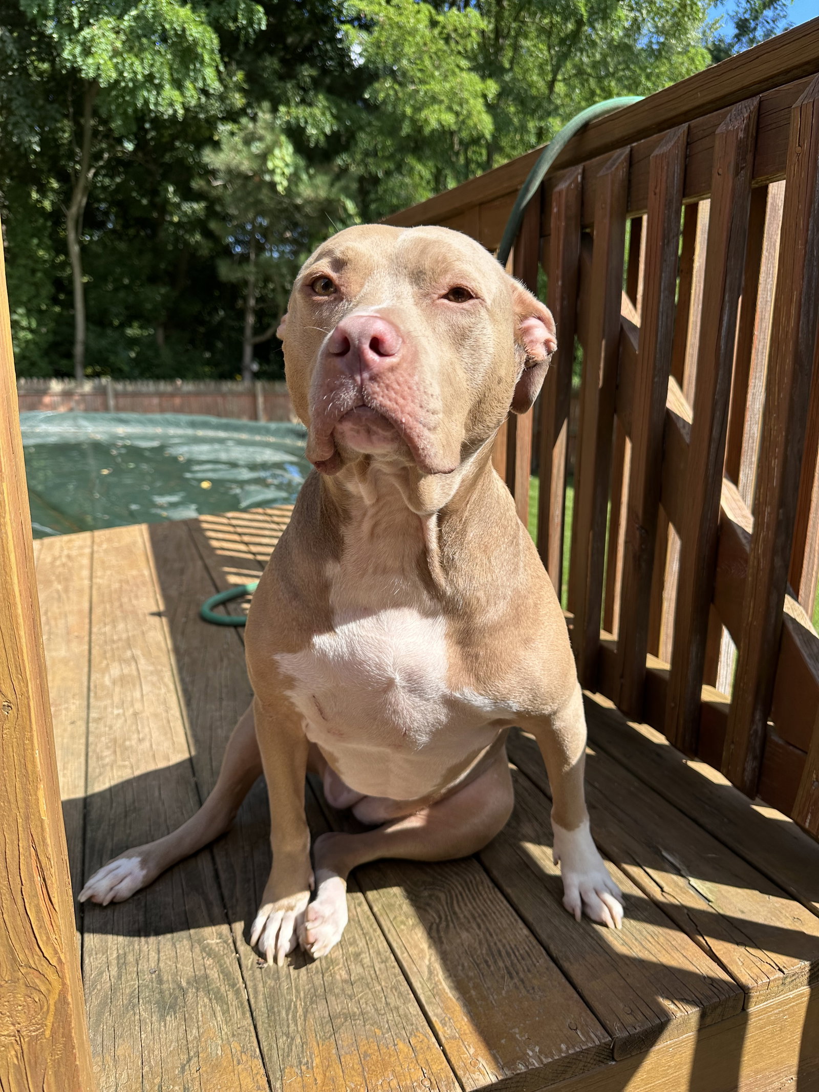 Dog for Adoption - Ivy-courtesy, a Pit Bull Terrier in Rapids, NY ...