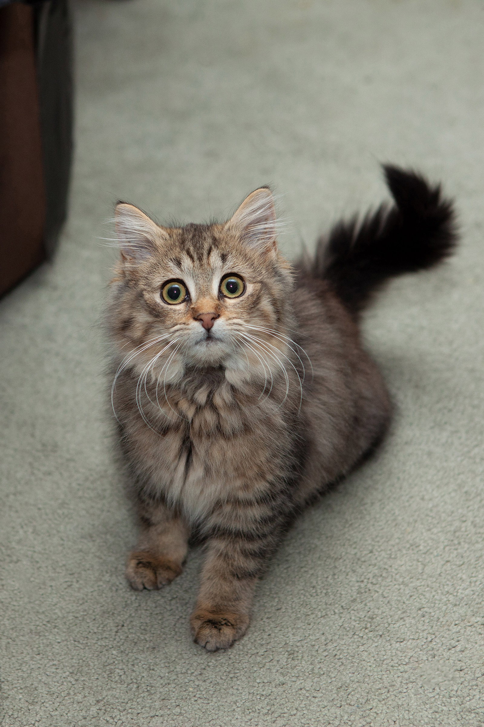 Cats for Adoption in Canandaigua, New York | Alpha Paw