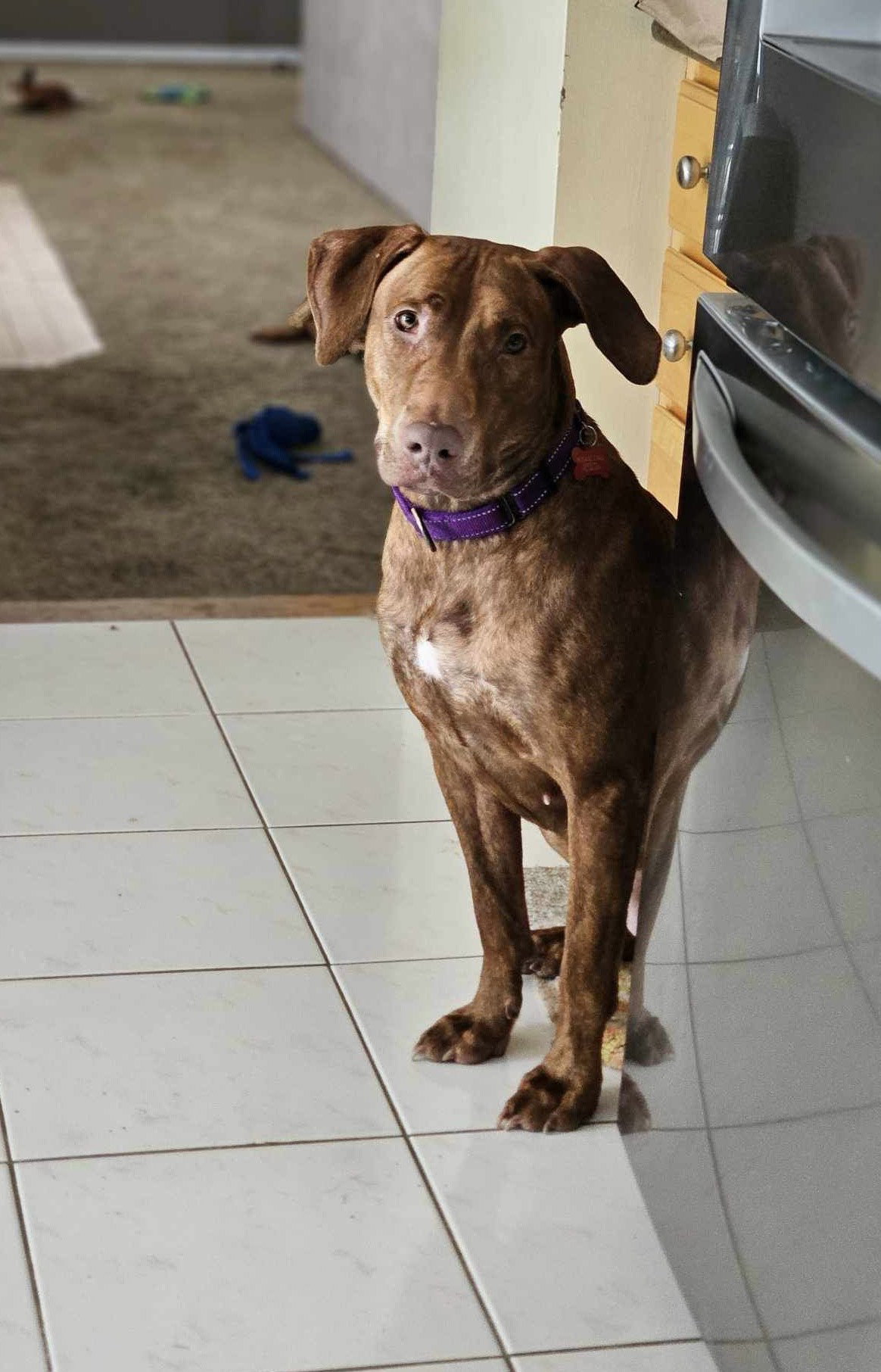 Dog for Adoption - Darla, a Vizsla in Clarence Center, NY | Alpha Paw