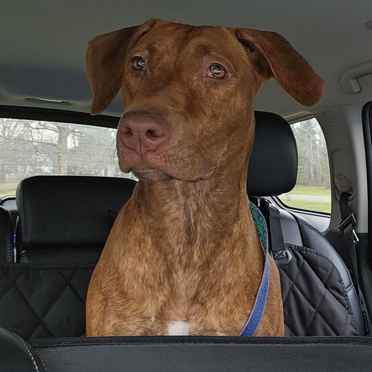 Dog for Adoption - Darla, a Vizsla in Clarence Center, NY | Alpha Paw