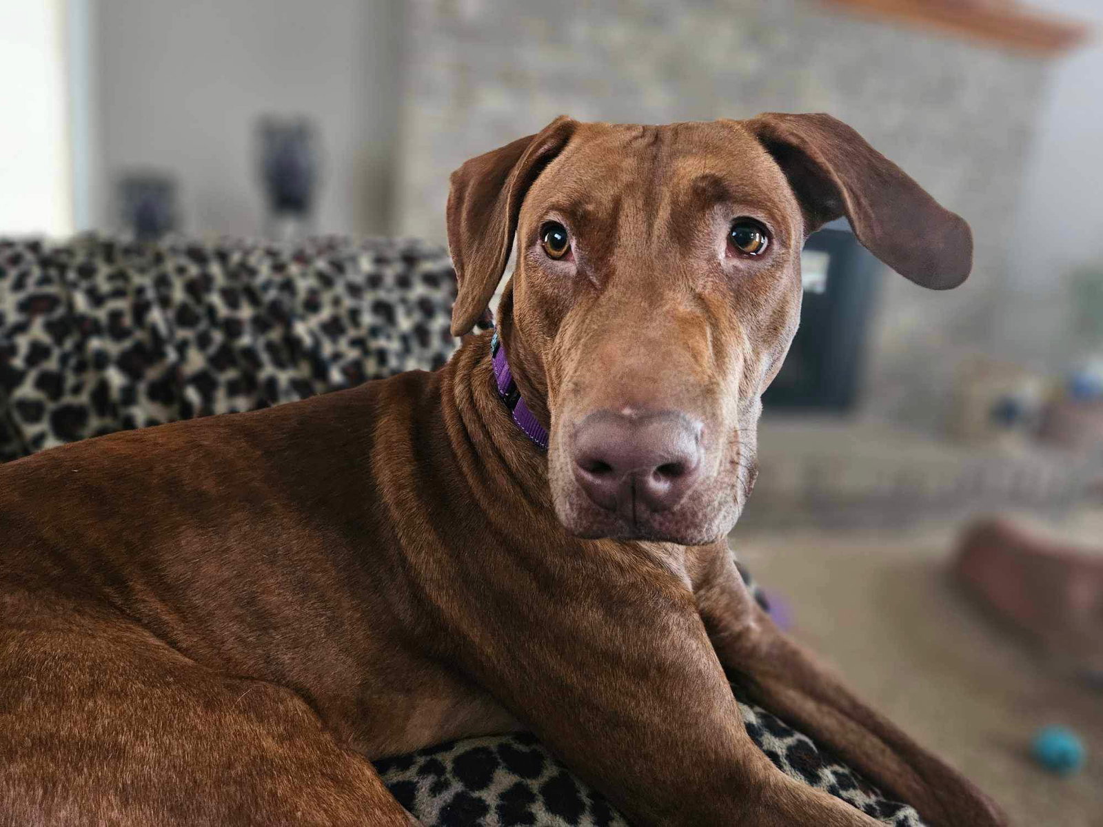 Dog for Adoption - Darla, a Vizsla in Clarence Center, NY | Alpha Paw