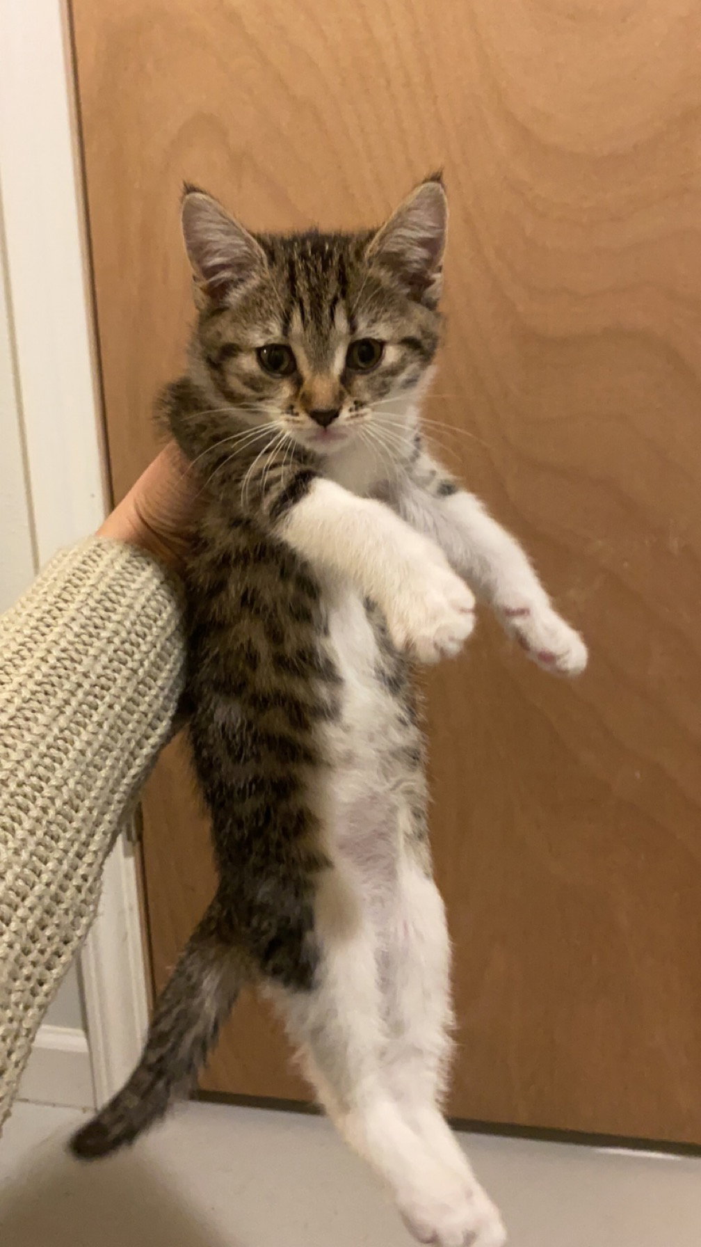 Cats for Adoption in Akron, New York | Alpha Paw