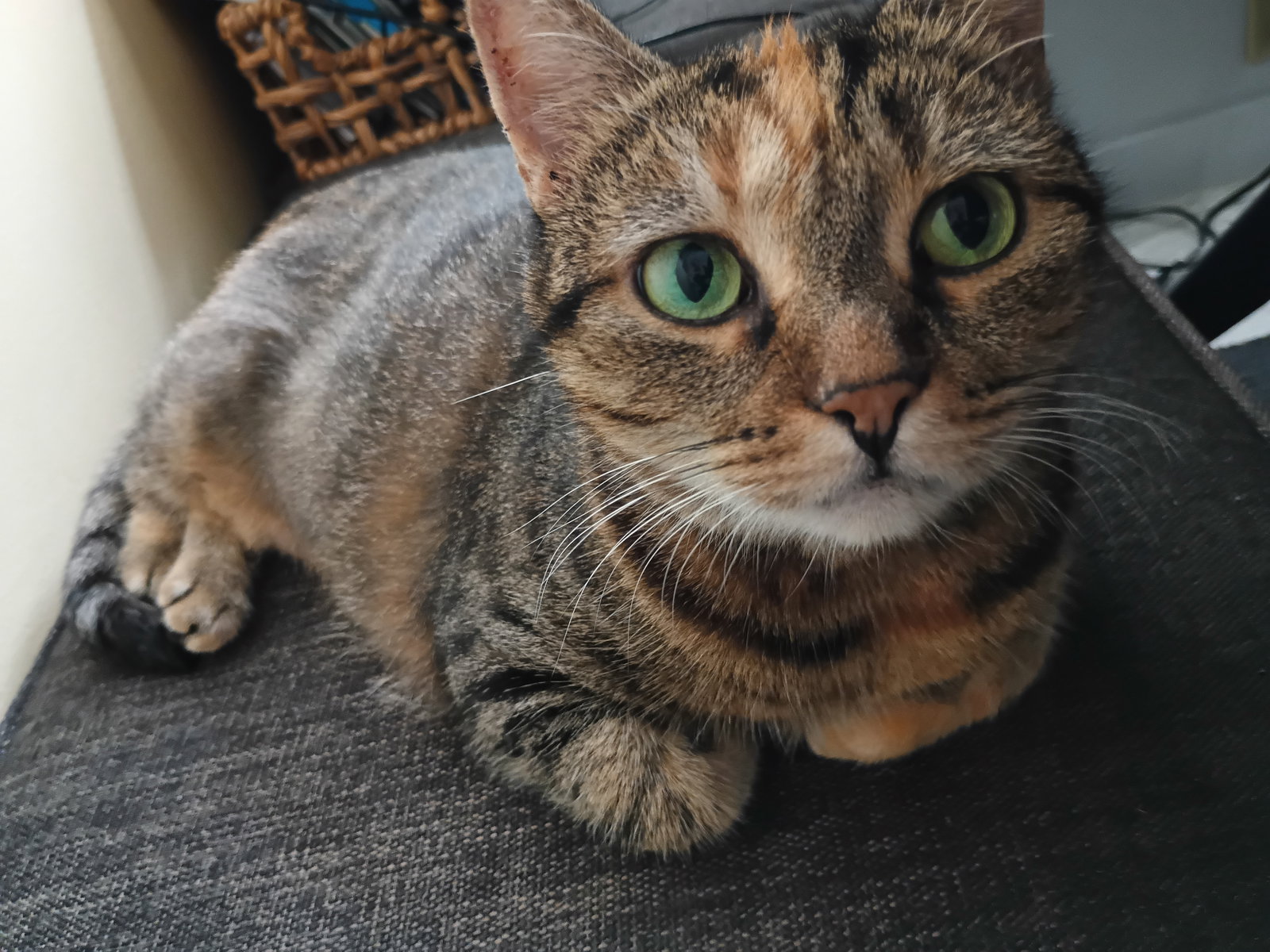 Cat adoption in Rochester, NY 14626: Domestic Short Hair / Tabby (short ...