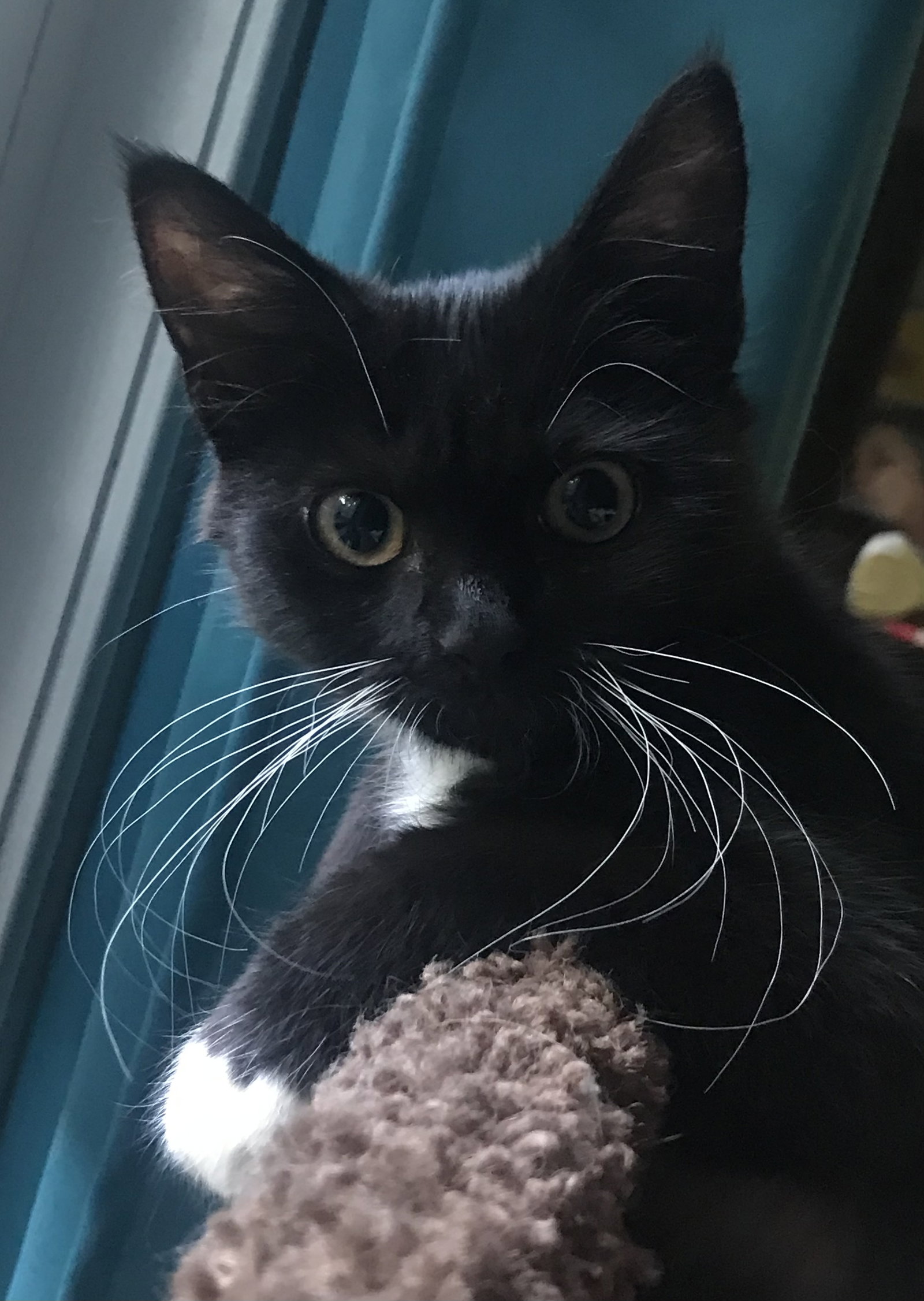 Cats for Adoption in Hamilton Worcester, Massachusetts | Alpha Paw