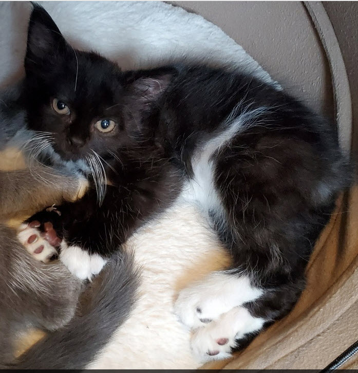 Cats for Adoption in Hamilton Worcester, Massachusetts | Alpha Paw