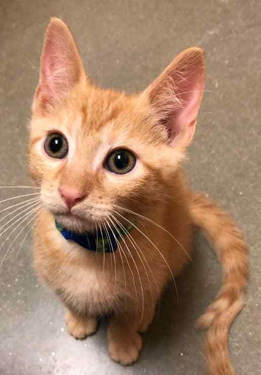 Cats for Adoption in Monson Center, Massachusetts | Alpha Paw